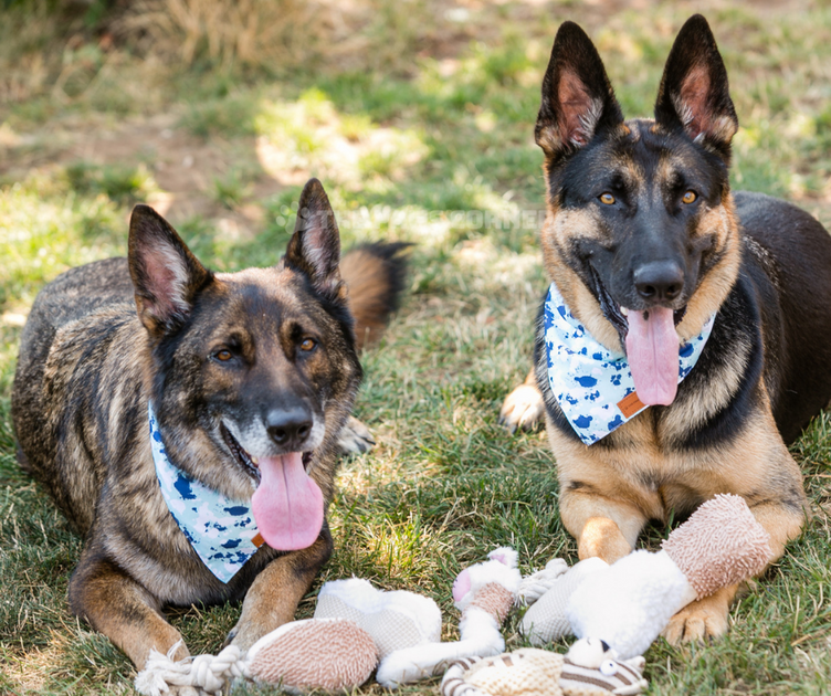 6 pack Adorable Dog Toys – The Paws Corner LLC